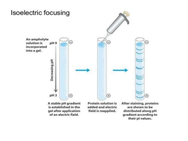 ISOELECTRIC FOCUSING PPT - SLIDE SHARE