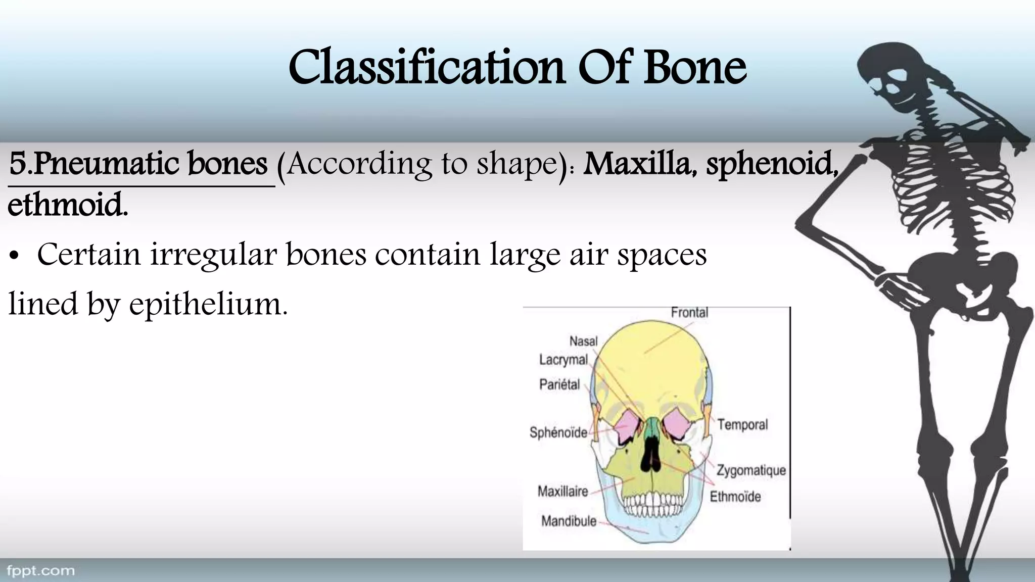 Purvi shah anatomy of bone ppt | PPTX