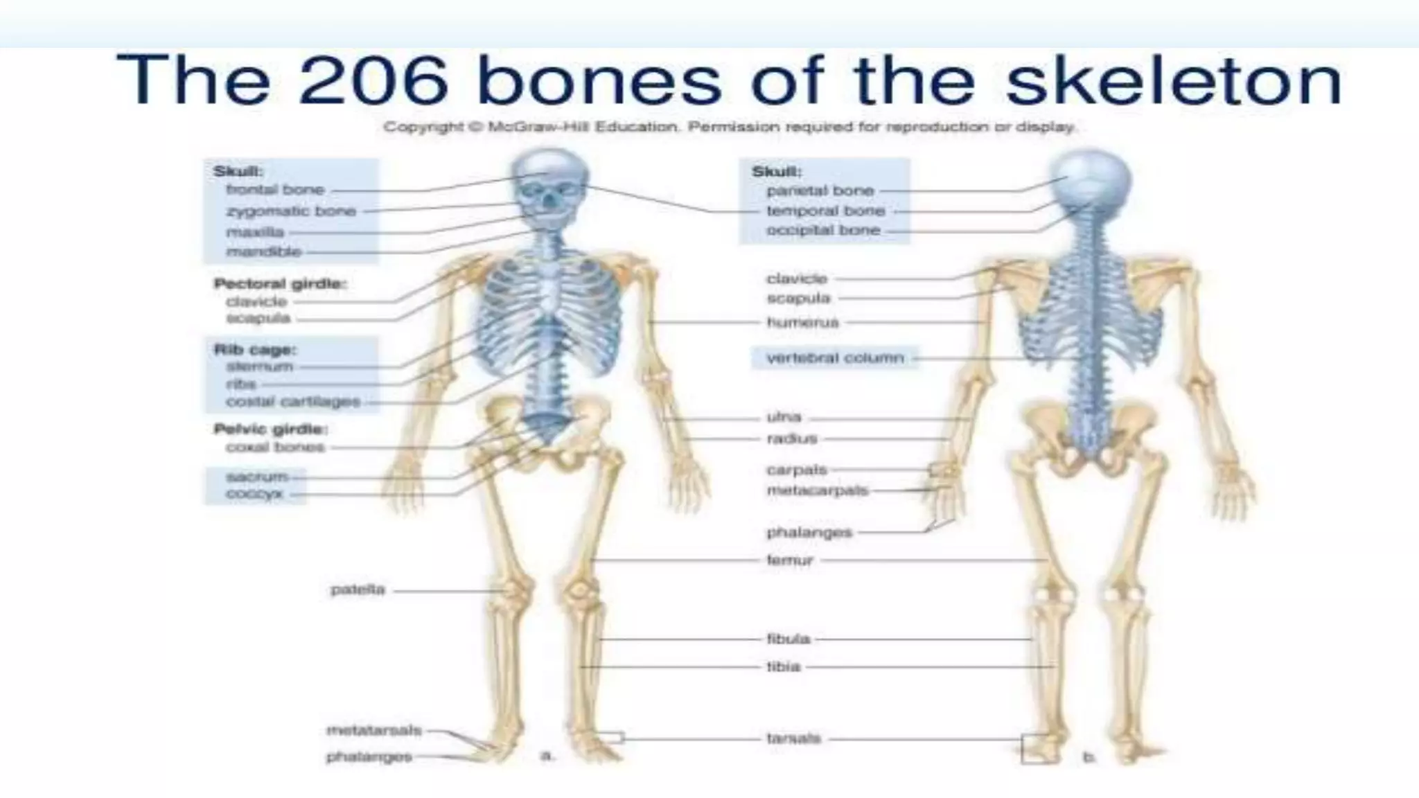 Purvi shah anatomy of bone ppt | PPTX