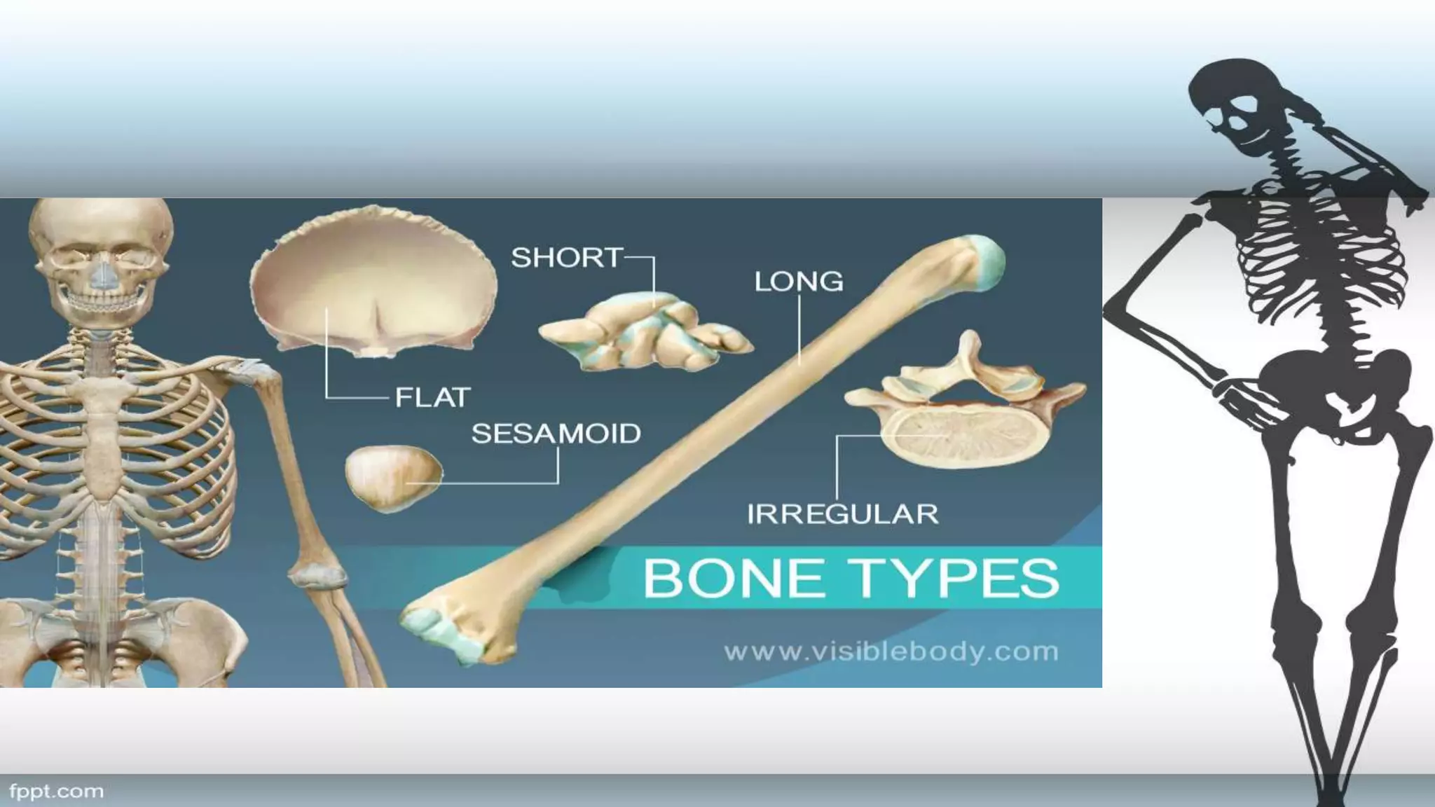 Purvi shah anatomy of bone ppt | PPTX