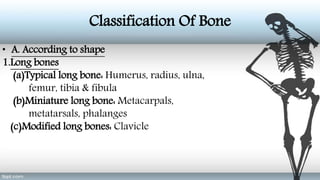 Purvi shah anatomy of bone ppt | PPTX