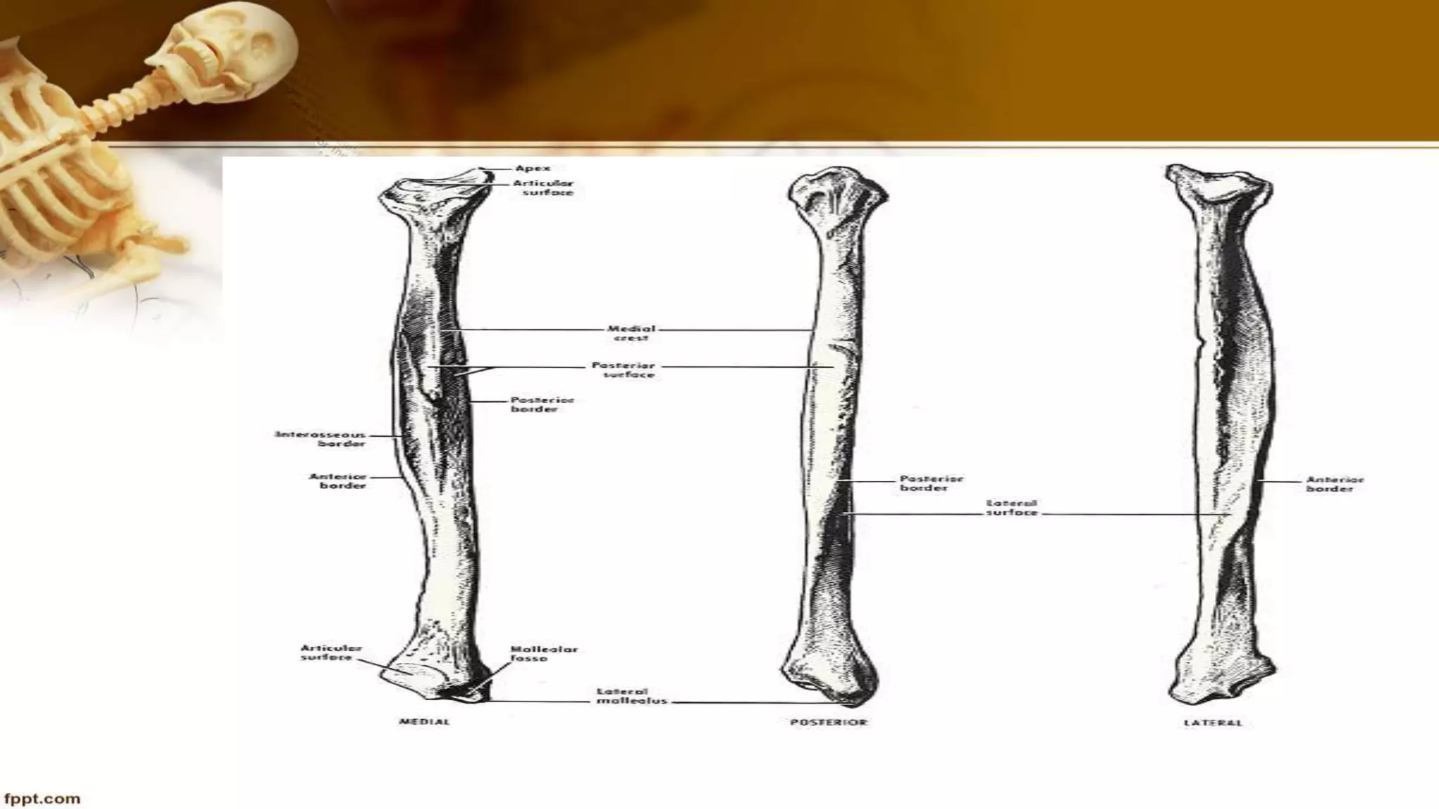 Purvi shah anatomy of fibula ppt | PPTX