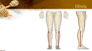 Purvi shah anatomy of fibula ppt | PPTX