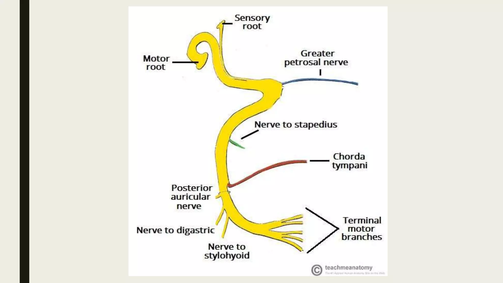 Bell's Palsy ICIDH2 Purvi Shah PPT | PPTX