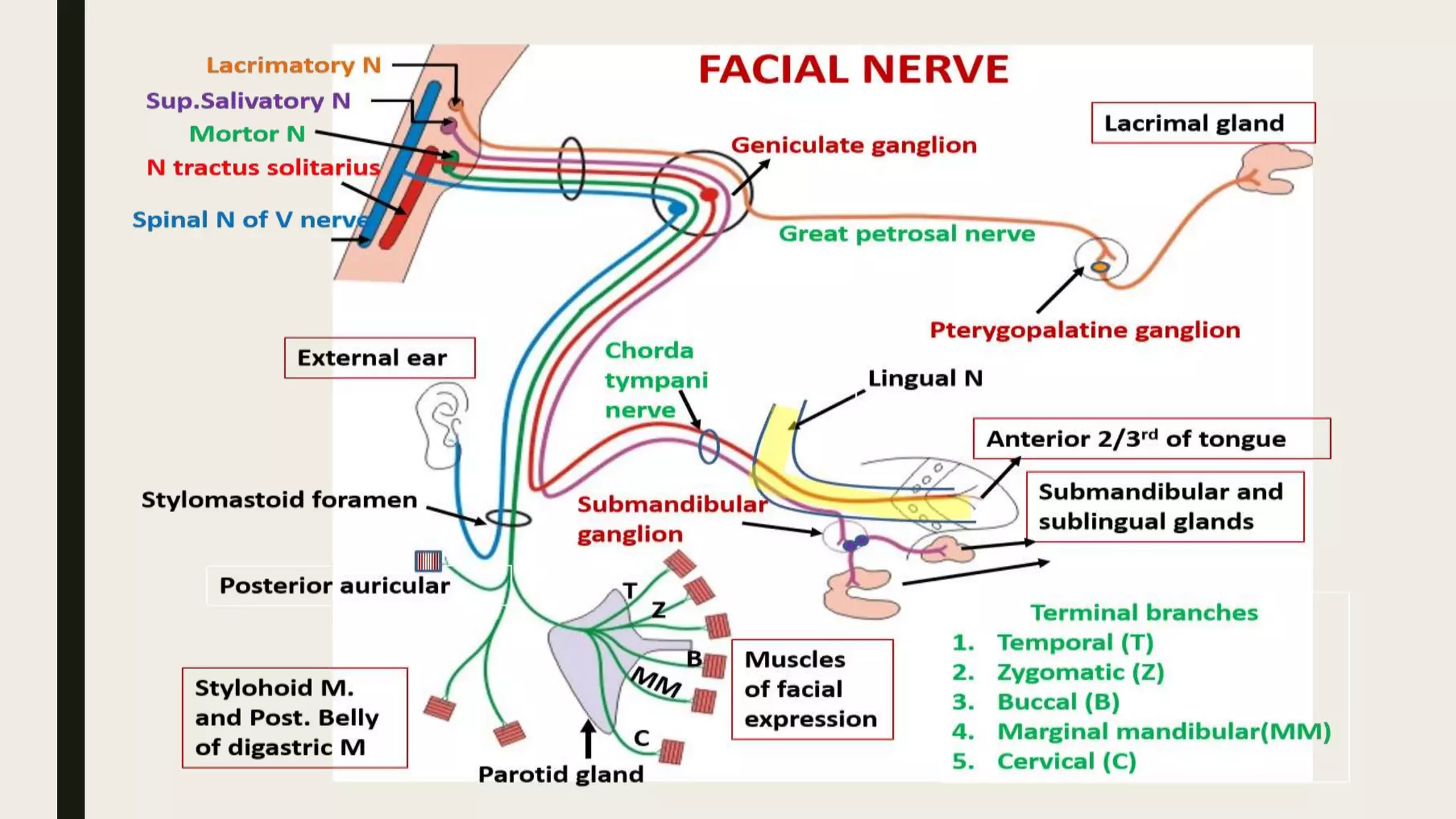 Bell's Palsy ICIDH2 Purvi Shah PPT | PPTX