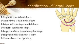 Purvi shah carpal bone anatomy ppt | PPTX
