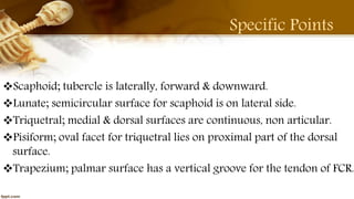 Purvi shah carpal bone anatomy ppt | PPTX