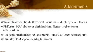 Purvi shah carpal bone anatomy ppt | PPTX