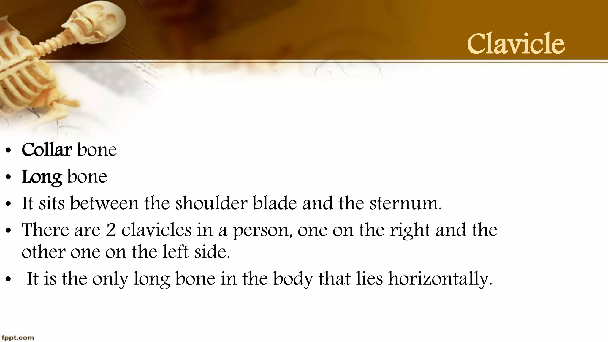 Purvi shah clavicle & scapula PPT {UL BONE} | PPTX