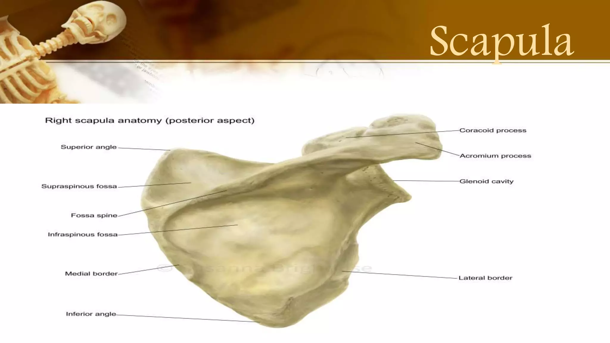 Purvi shah clavicle & scapula PPT {UL BONE} | PPTX