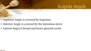 Purvi shah clavicle & scapula PPT {UL BONE} | PPT