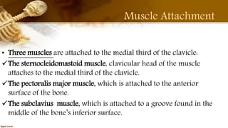 Purvi shah clavicle & scapula PPT {UL BONE} | PPT