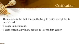 Purvi shah clavicle & scapula PPT {UL BONE} | PPT