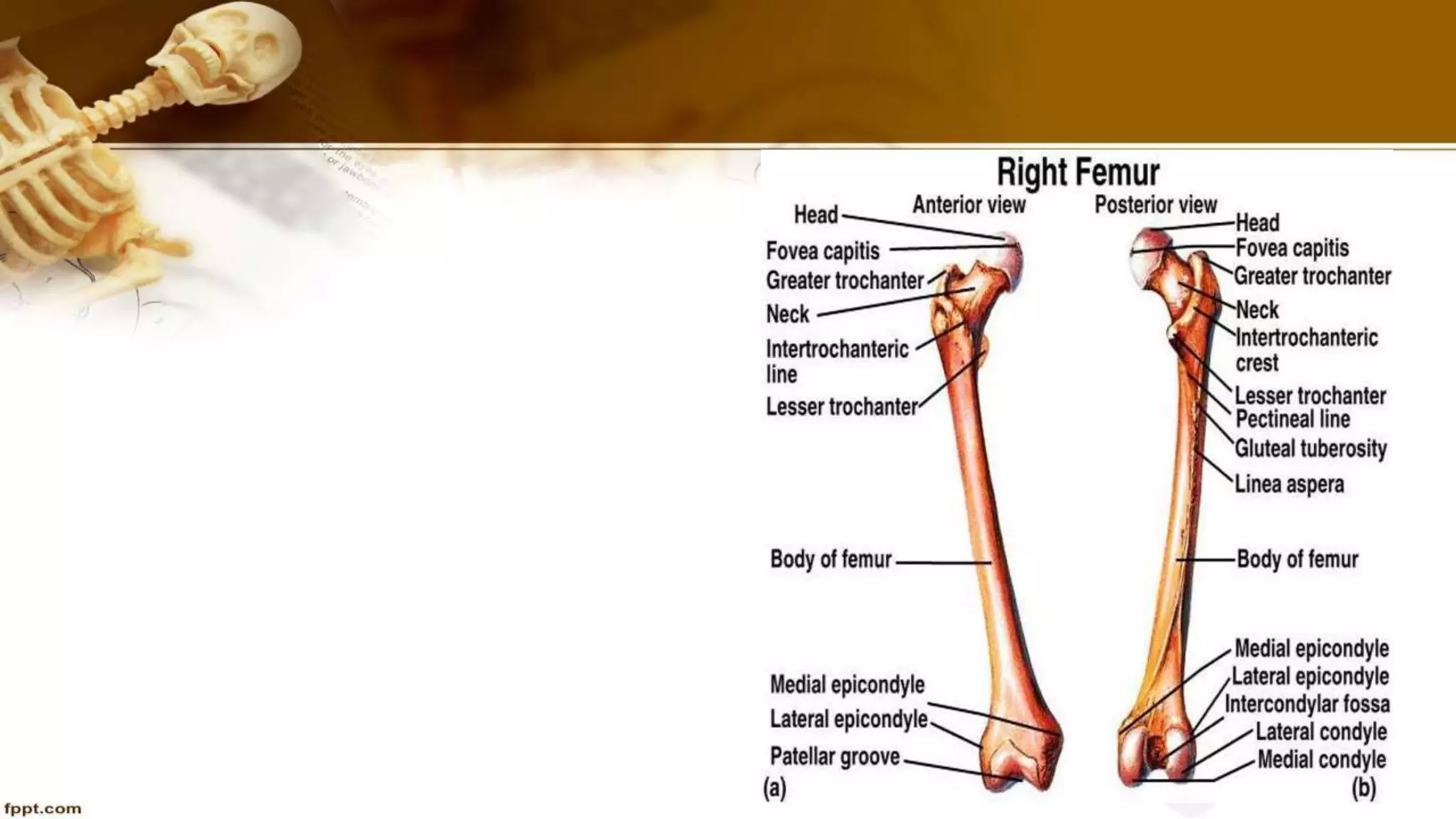 Purvi shah femur bone ppt | PPTX