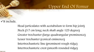 Purvi shah femur bone ppt | PPTX