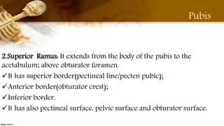 Purvi shah hip bone anatomy ppt | PPT