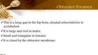 Purvi shah hip bone anatomy ppt | PPT