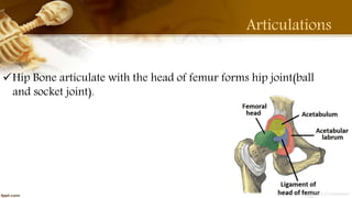 Purvi shah hip bone anatomy ppt | PPTX