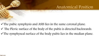 Purvi shah hip bone anatomy ppt | PPT