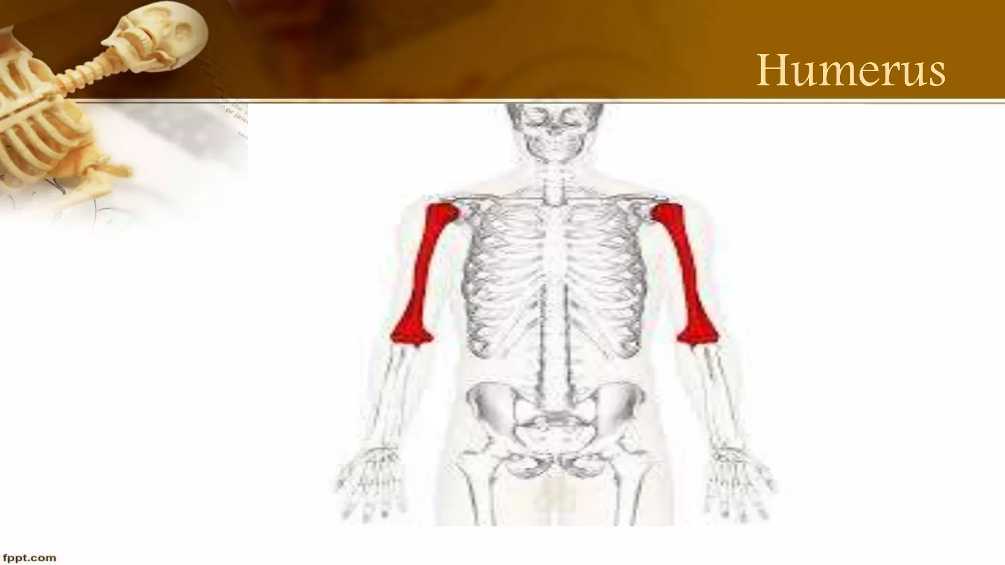 Purvi shah humerus anatomy ppt | PPTX