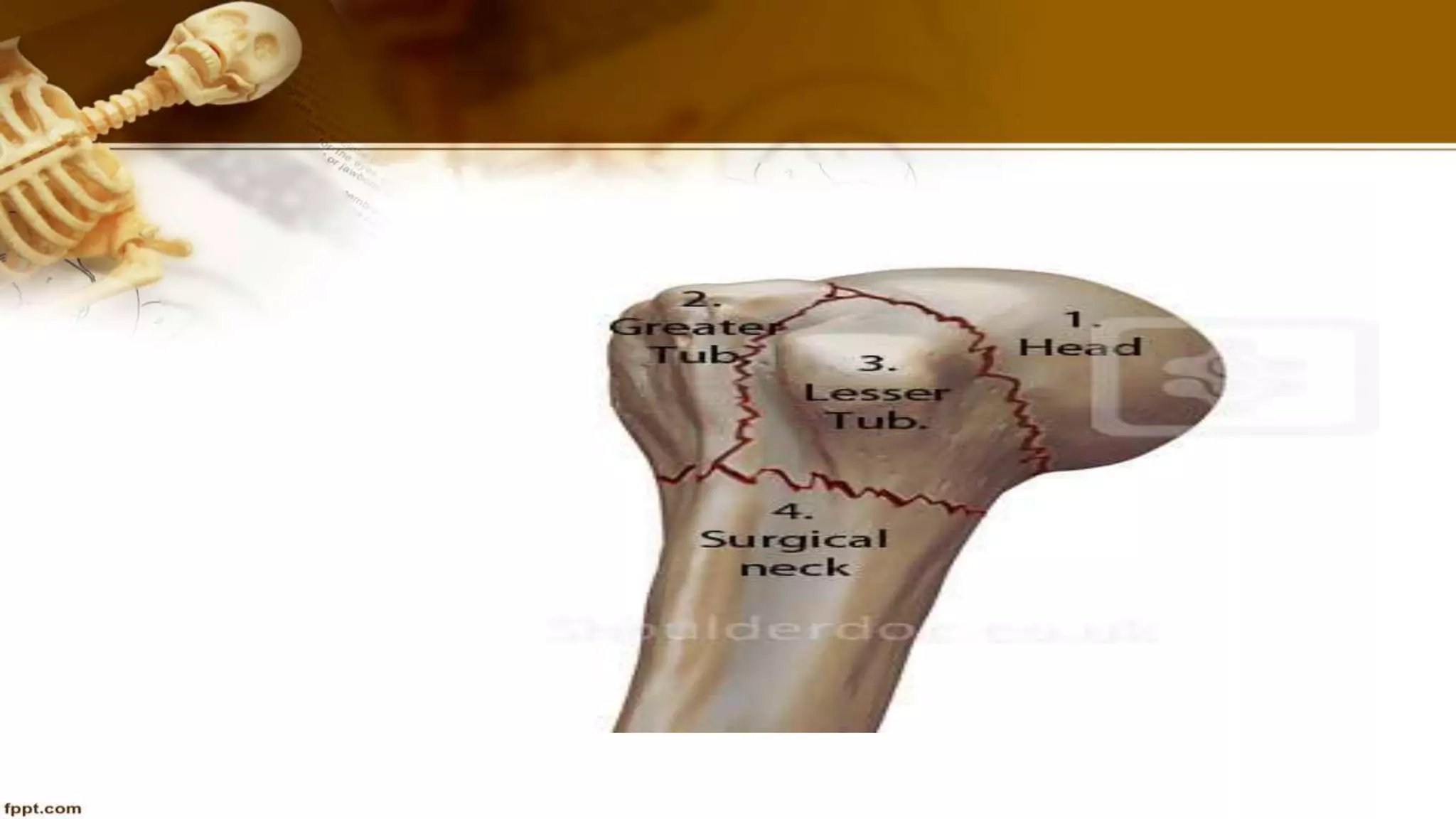 Purvi shah humerus anatomy ppt | PPTX