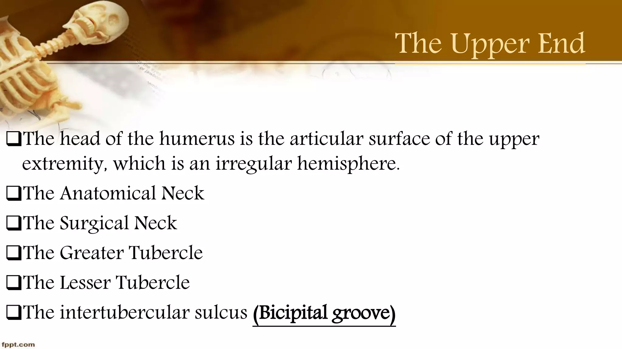 Purvi shah humerus anatomy ppt | PPTX