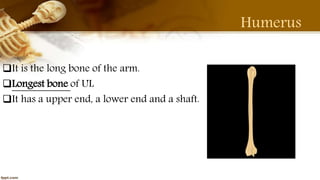 Purvi shah humerus anatomy ppt | PPTX
