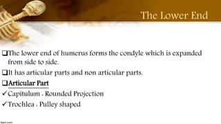Purvi shah humerus anatomy ppt | PPTX