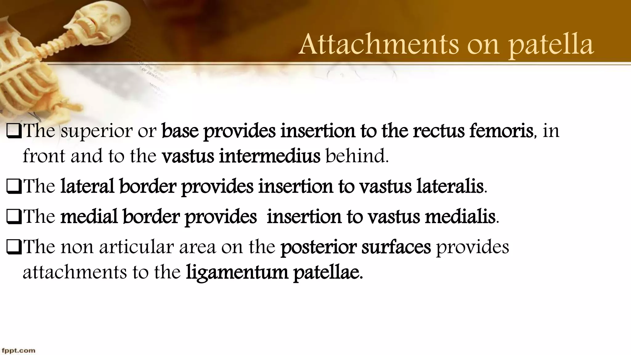 Purvi shah Anatomy Of patella PPT | PPTX