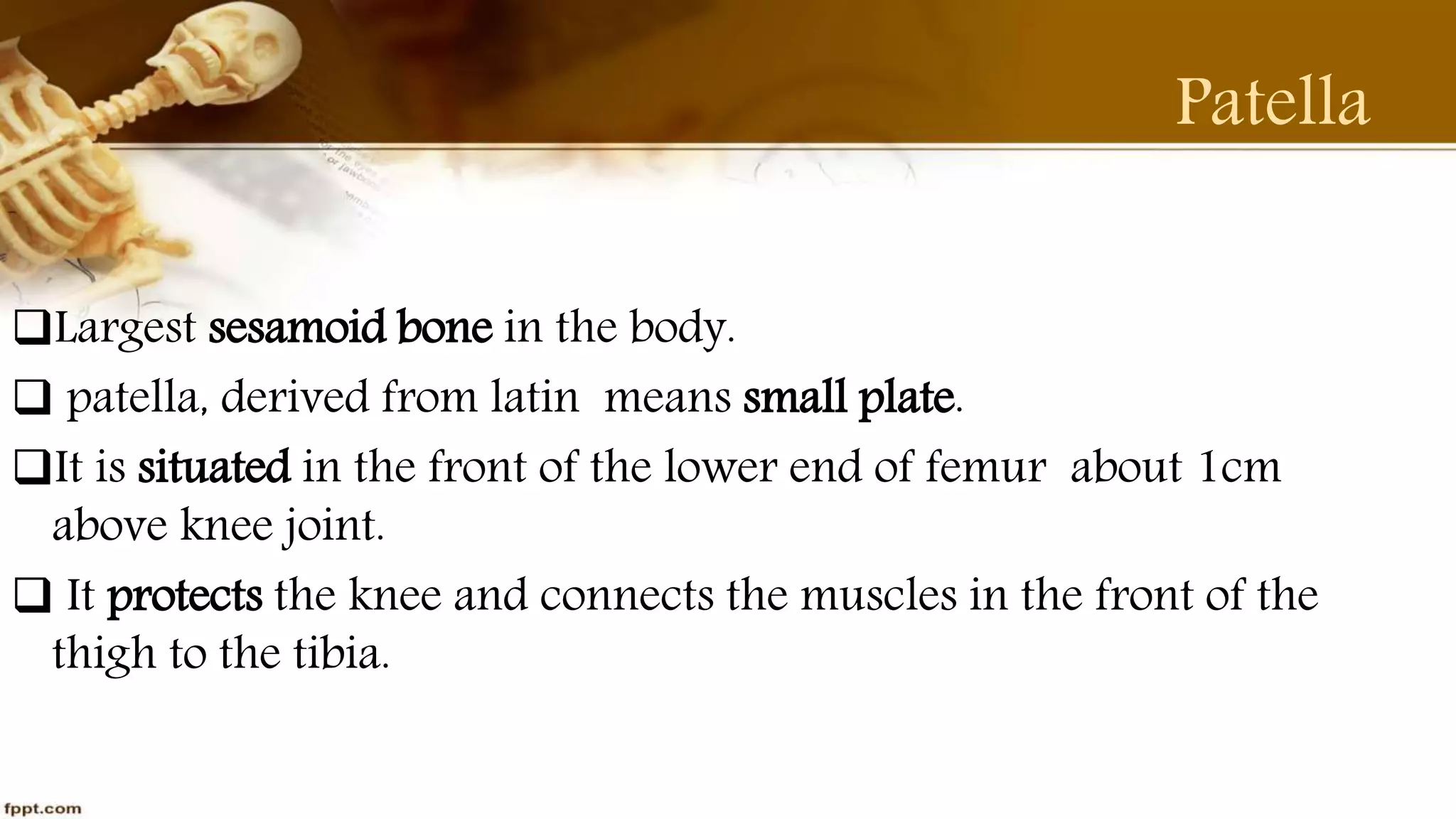 Purvi shah Anatomy Of patella PPT | PPTX