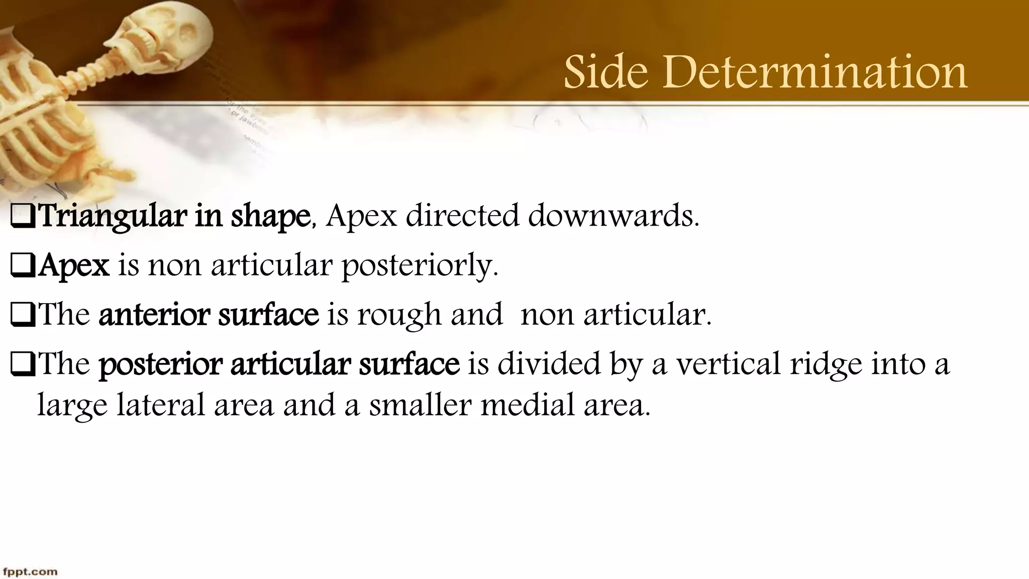 Purvi shah Anatomy Of patella PPT | PPTX