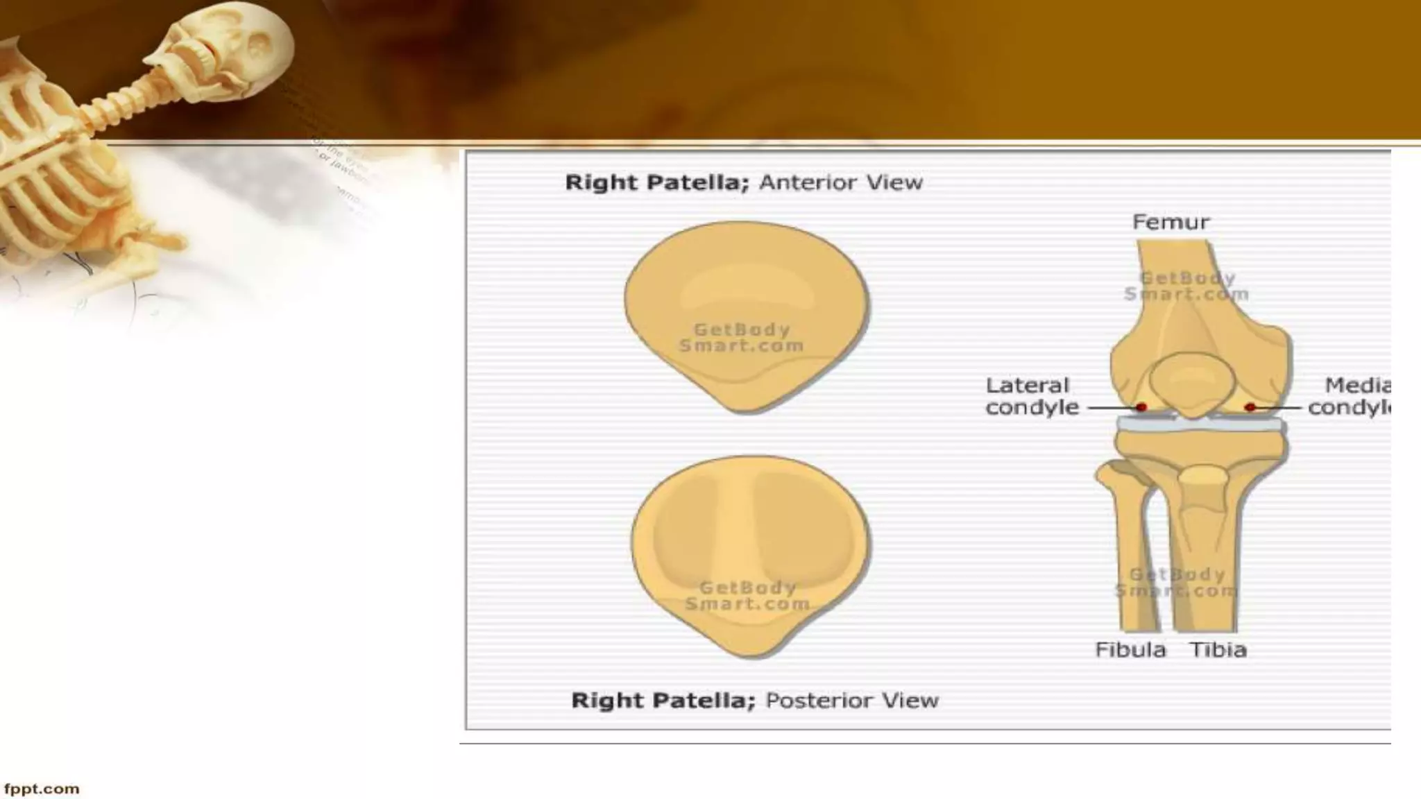 Purvi shah Anatomy Of patella PPT | PPTX