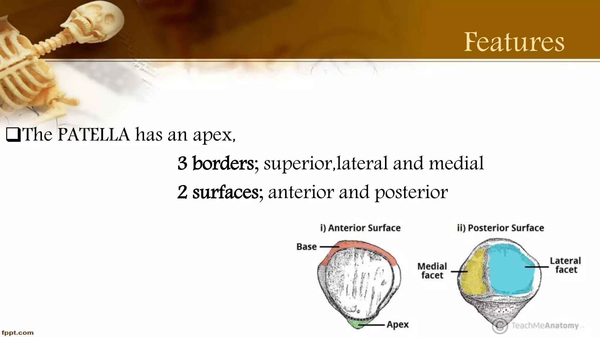 Purvi shah Anatomy Of patella PPT | PPTX