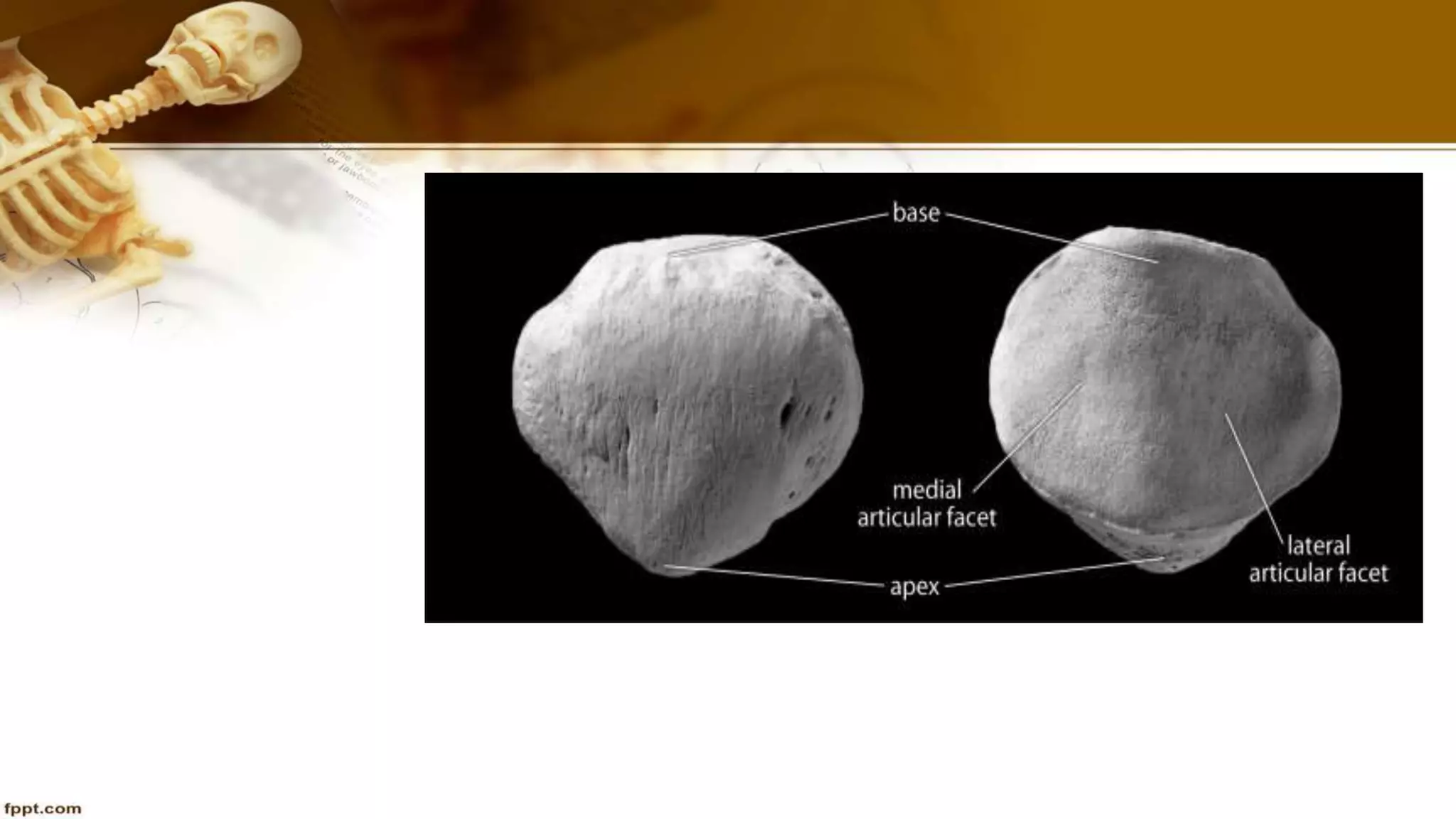 Purvi shah Anatomy Of patella PPT | PPTX