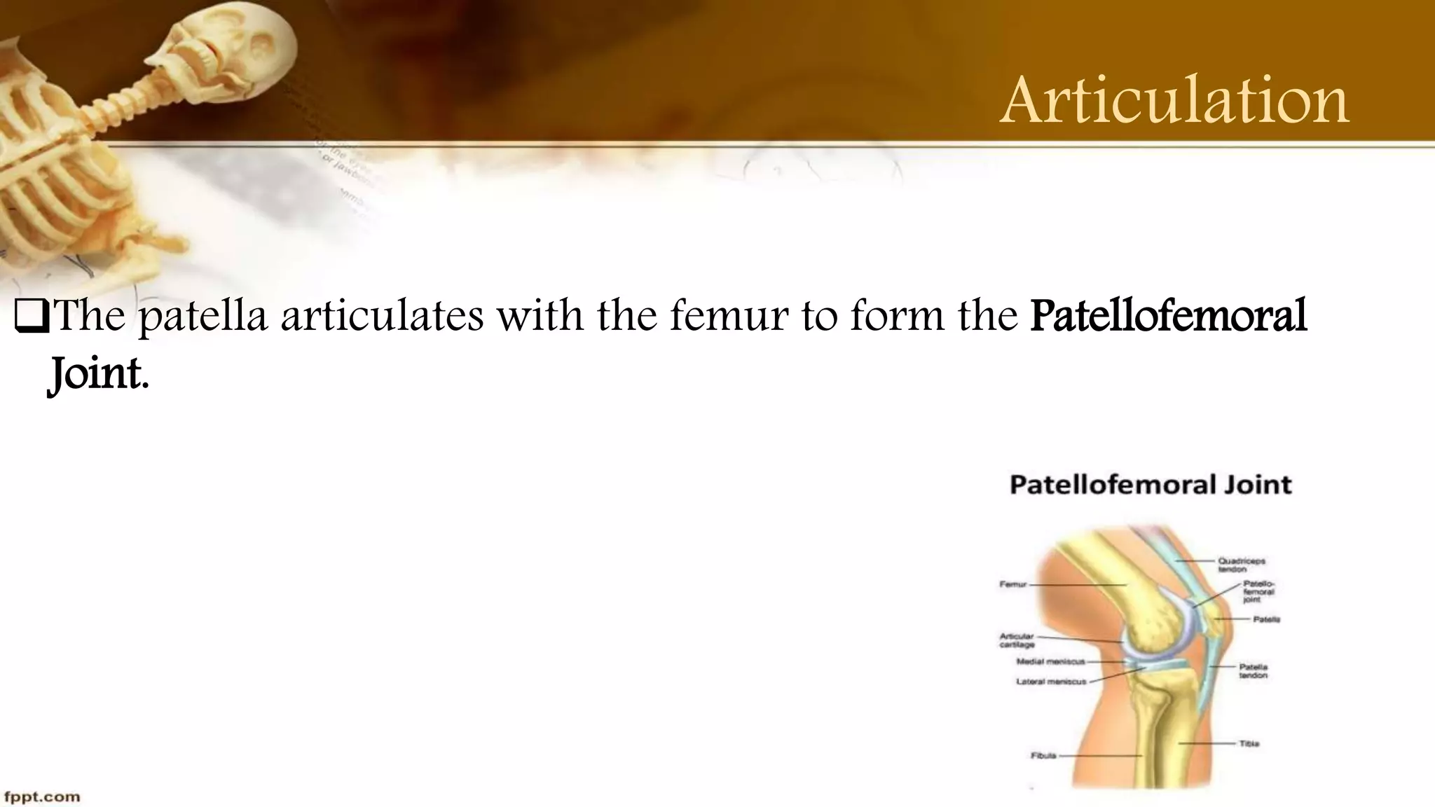 Purvi shah Anatomy Of patella PPT | PPTX