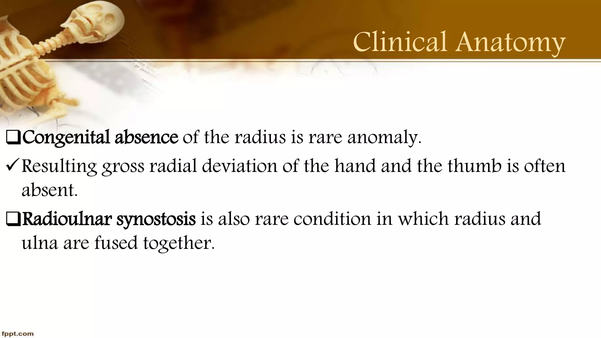 Purvi shah radius & ulna anatomy ppt | PPTX