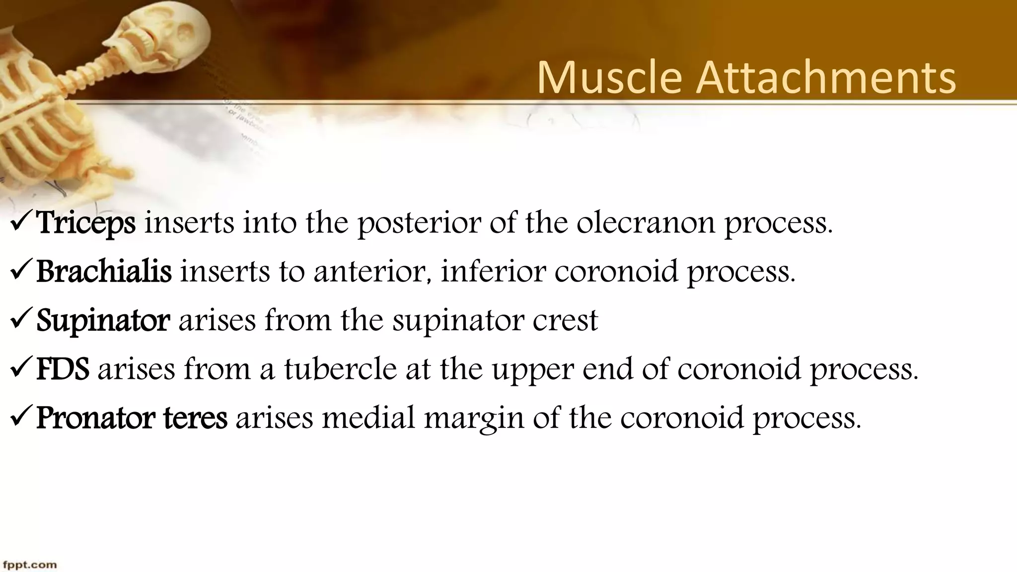 Purvi shah radius & ulna anatomy ppt | PPTX