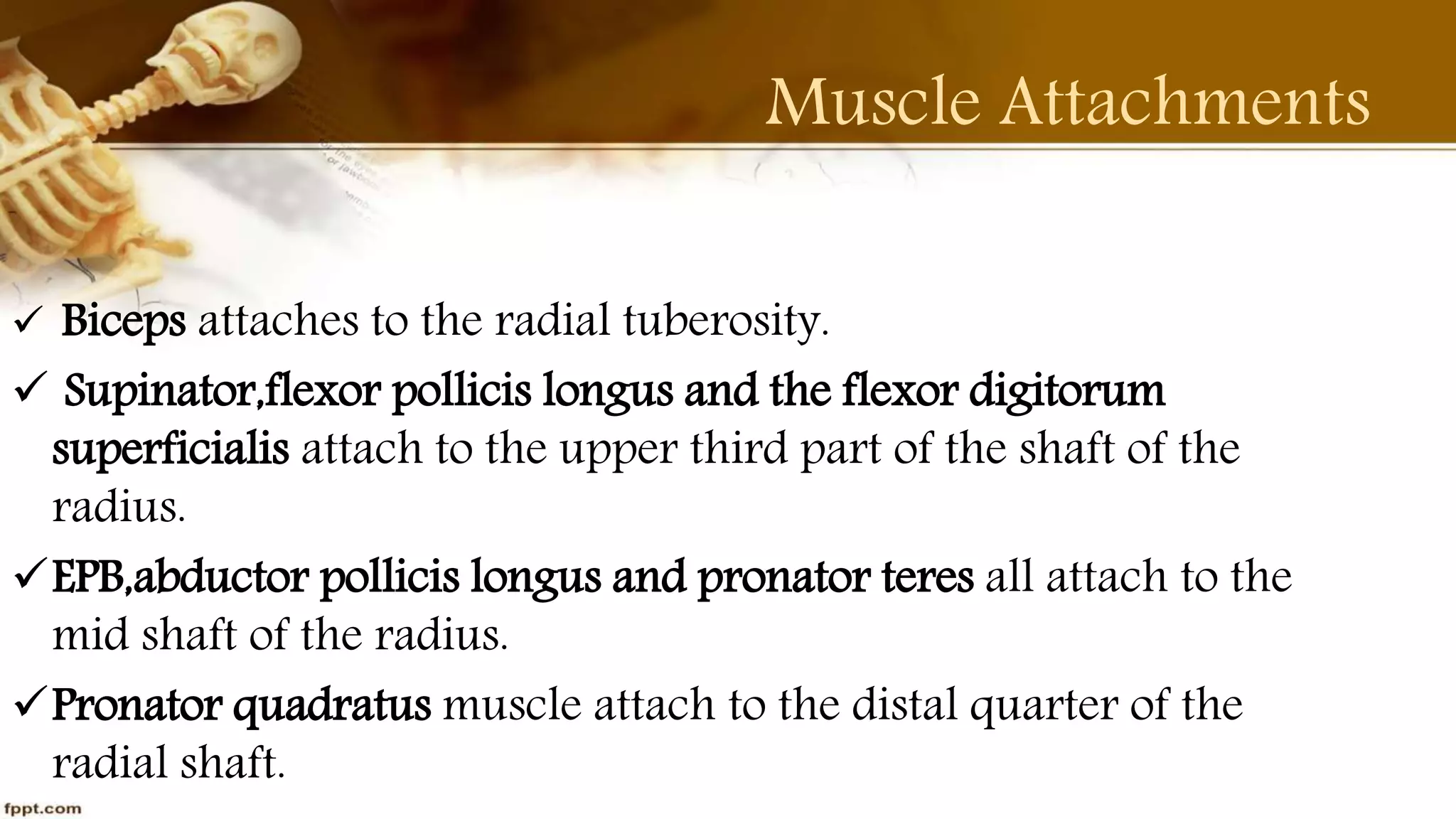 Purvi shah radius & ulna anatomy ppt | PPTX