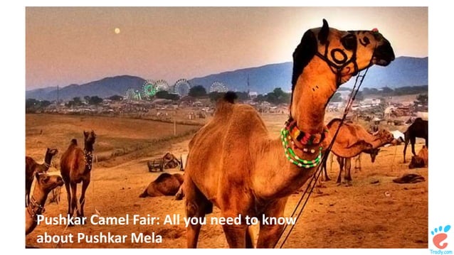 Pushkar Camel Fair Guide: Pushkar Mela | PPTX | Hinduism | Religion ...