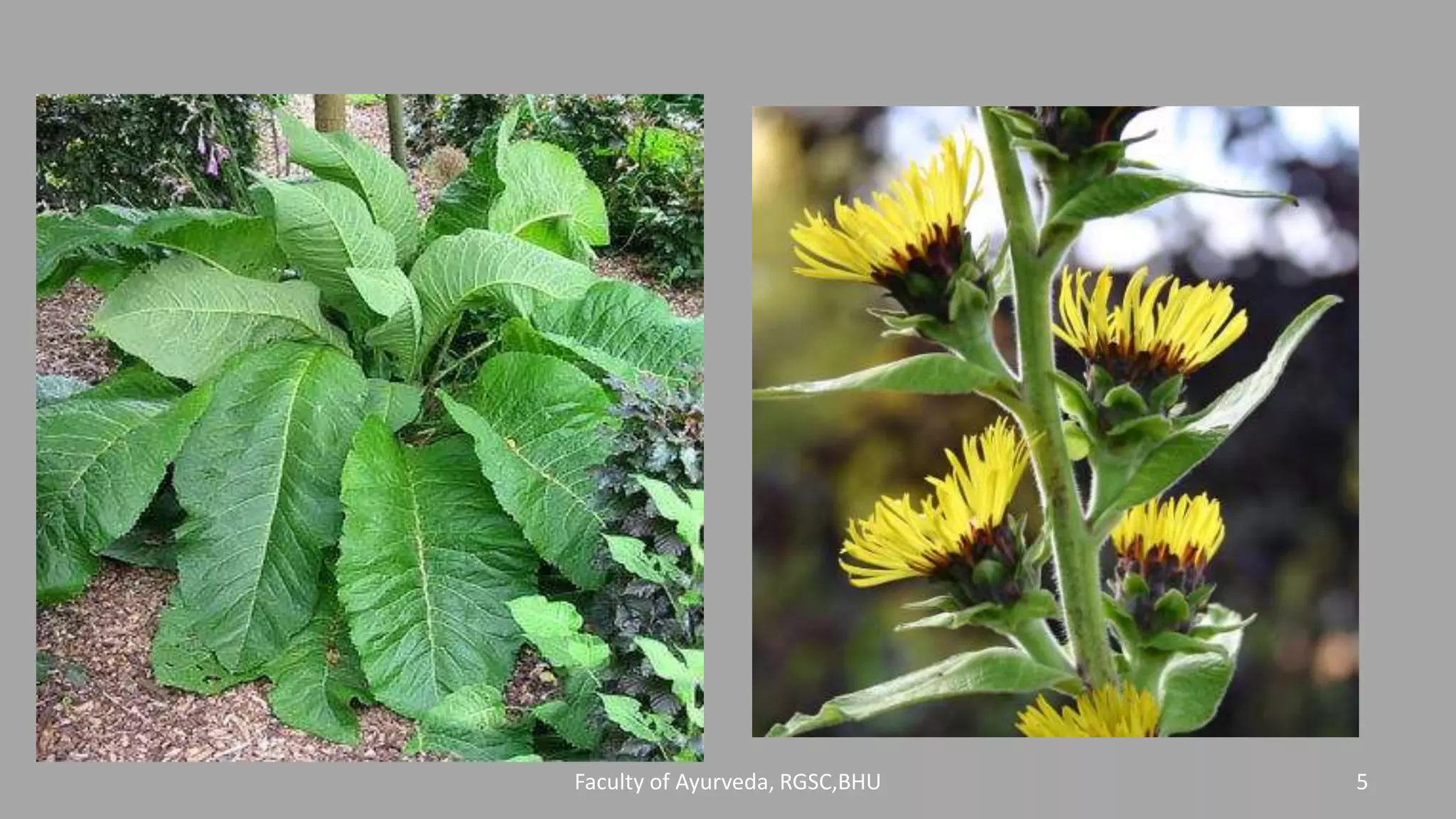 Pushkarmula (Inula racemosa) with Ayurvedic descriptions | PPTX