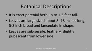 Pushkarmula (Inula racemosa) with Ayurvedic descriptions | PPTX