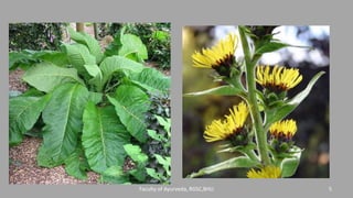 Pushkarmula (Inula racemosa) with Ayurvedic descriptions | PPTX ...
