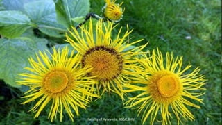 Pushkarmula (Inula racemosa) with Ayurvedic descriptions | PPTX