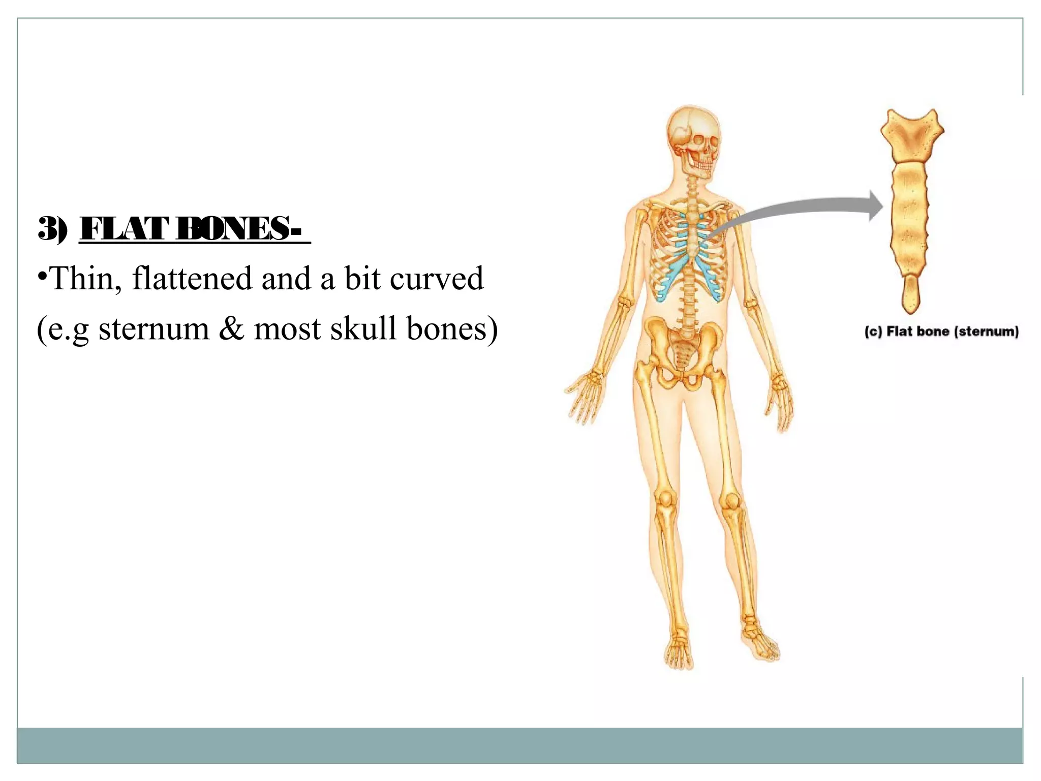 Bone physiology | PPT