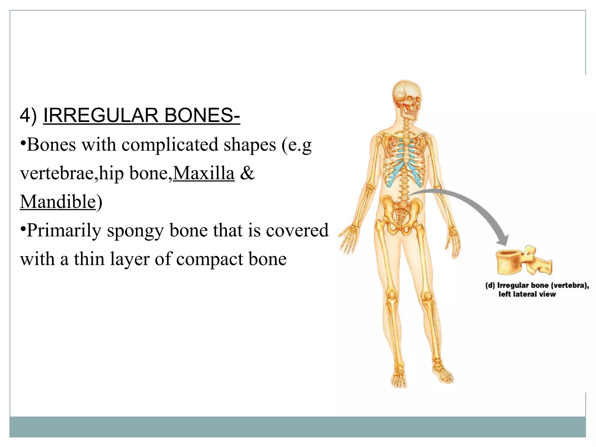 Bone physiology | PPT