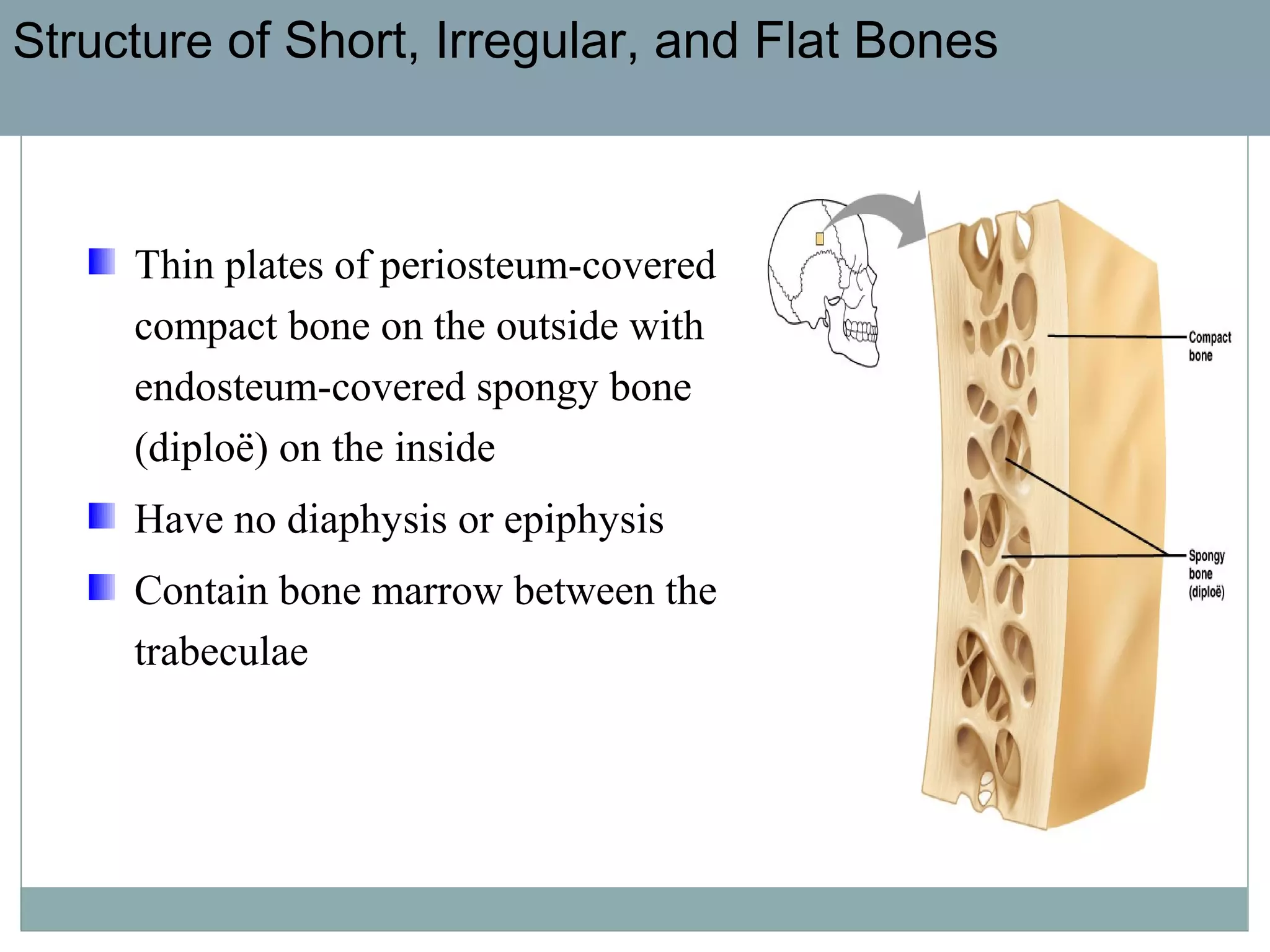 Bone physiology | PPT