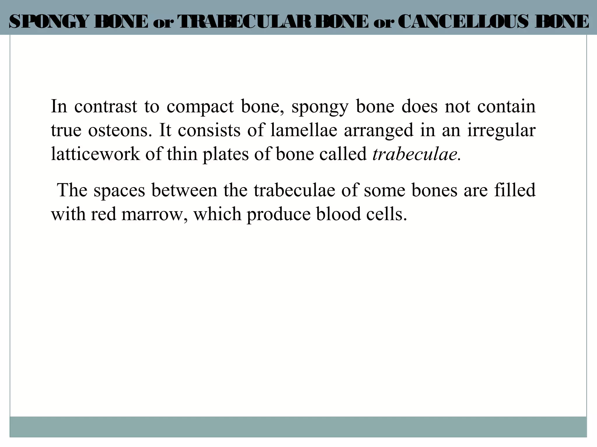 Bone physiology | PPT