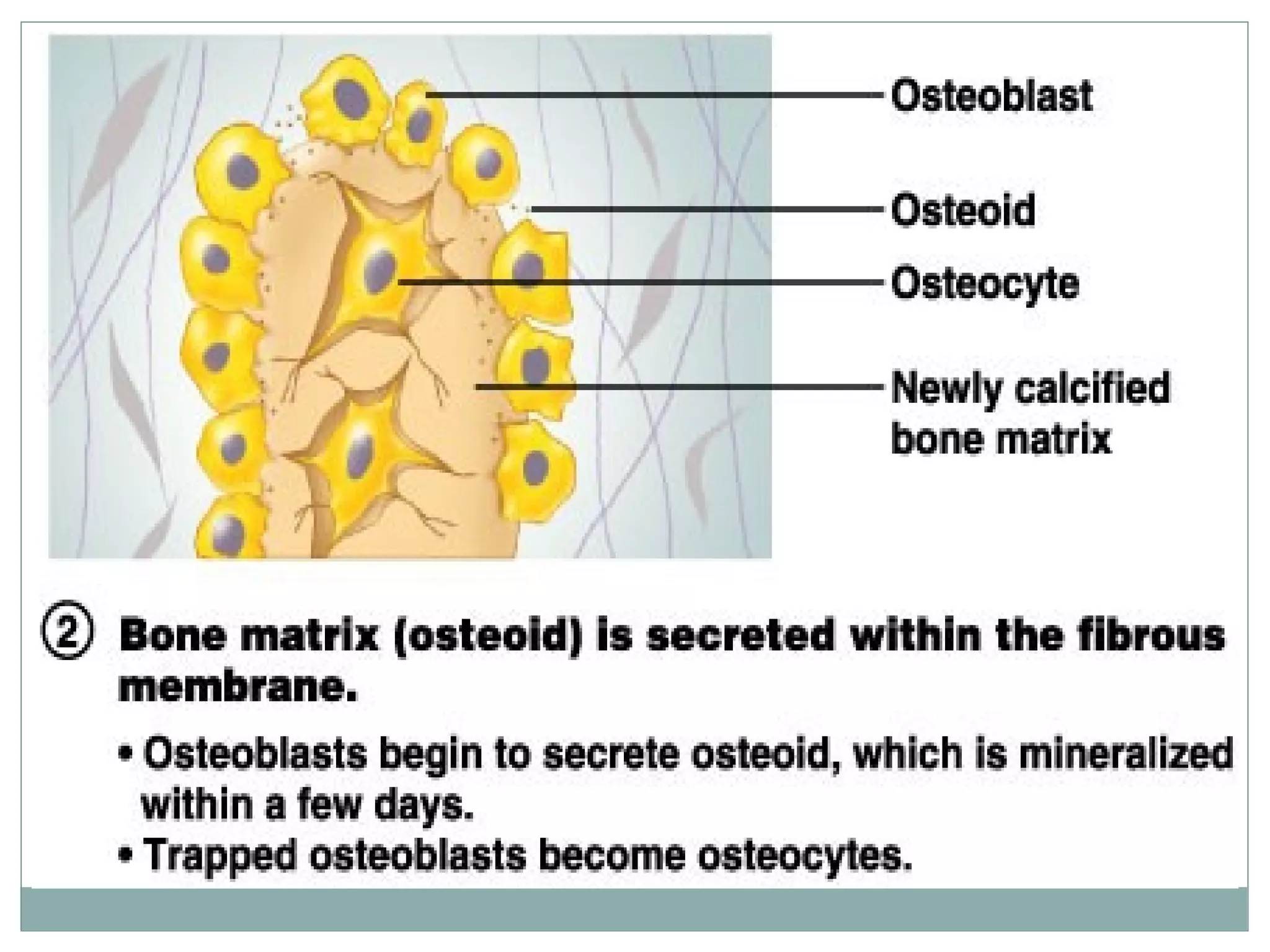 Bone physiology | PPT