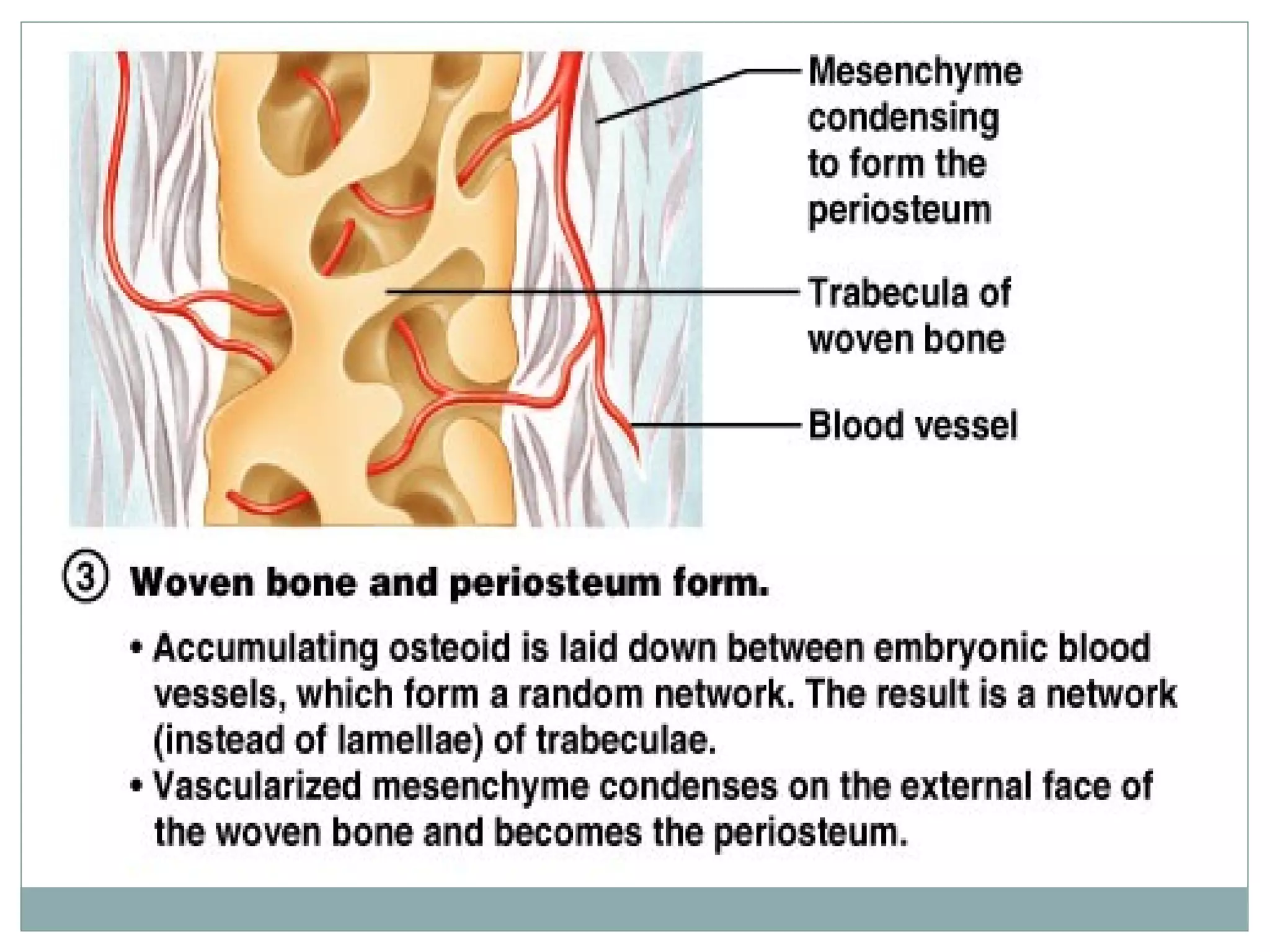 Bone physiology | PPT