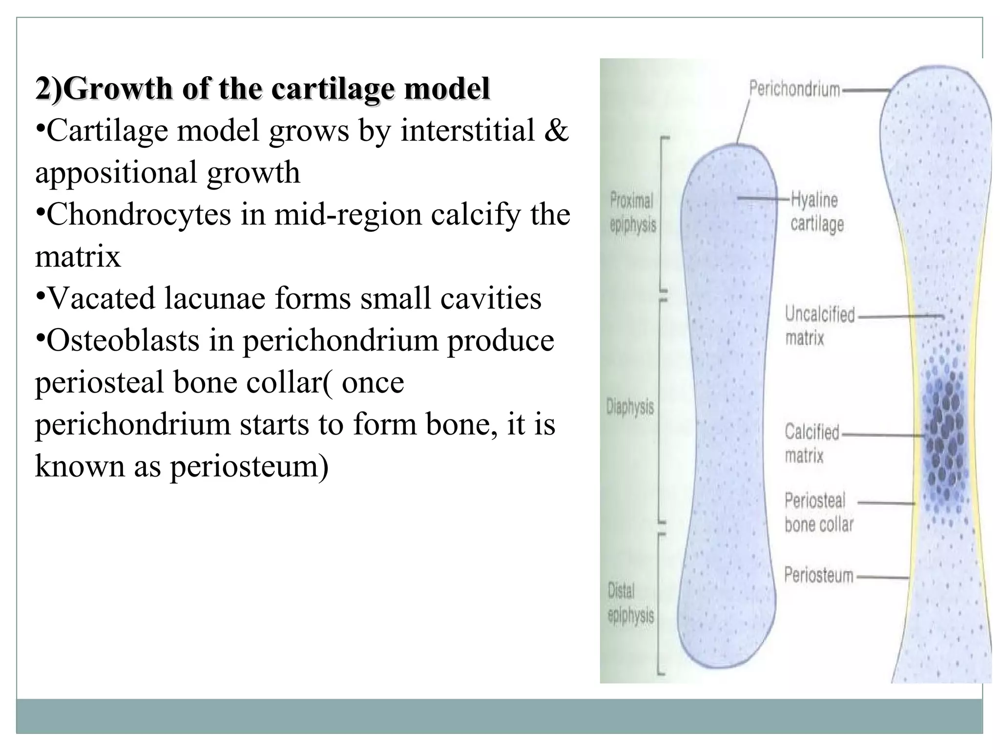Bone physiology | PPT